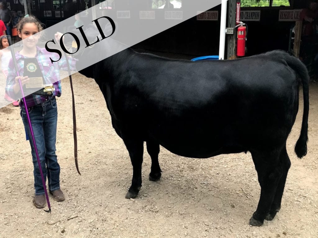 Cattle For Sale | Slate Run Angus