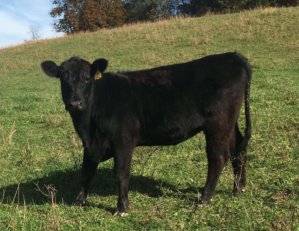 Home | Slate Run Angus